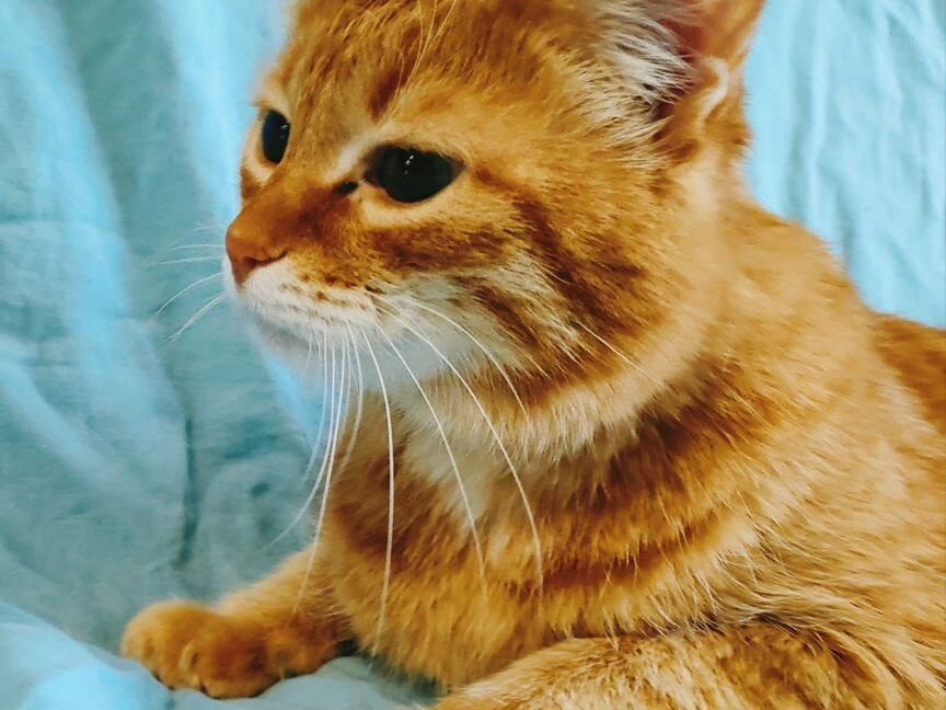 Кошка в дар