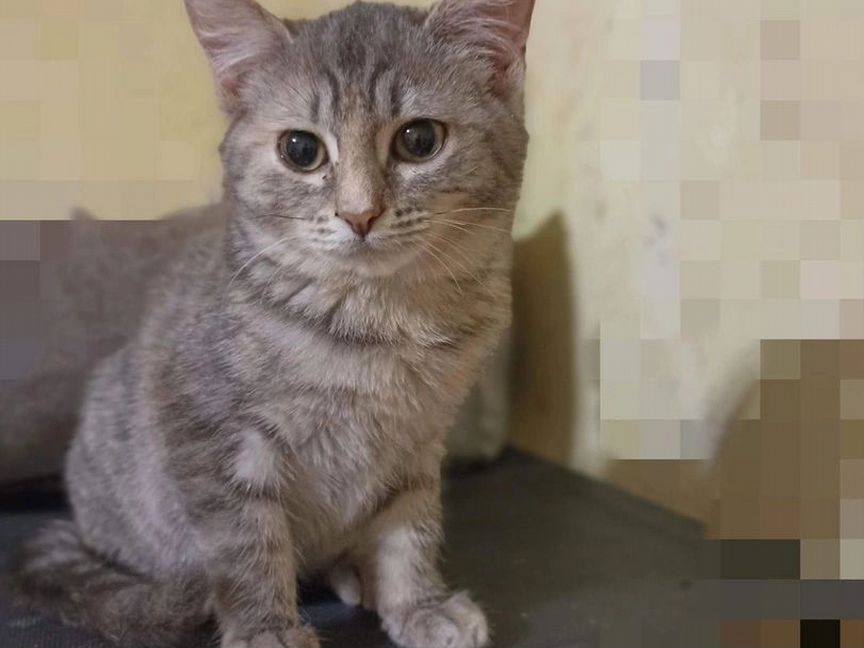 Котенок Аза 4 месяца