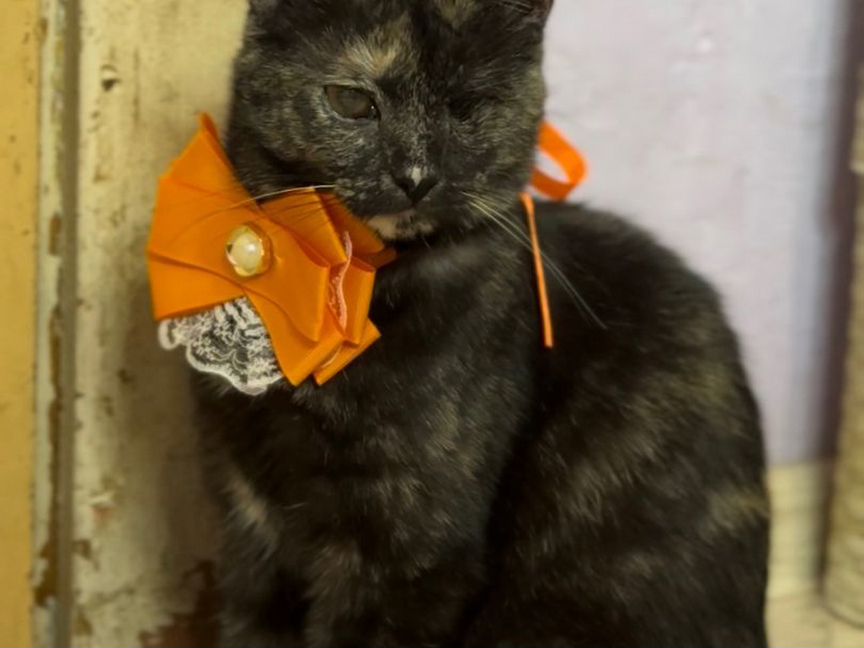 Корсика, корсар. Одноглазка. 8 мес
