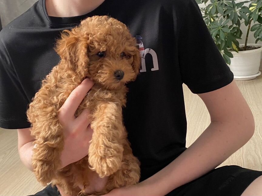 Той пудель мальчик