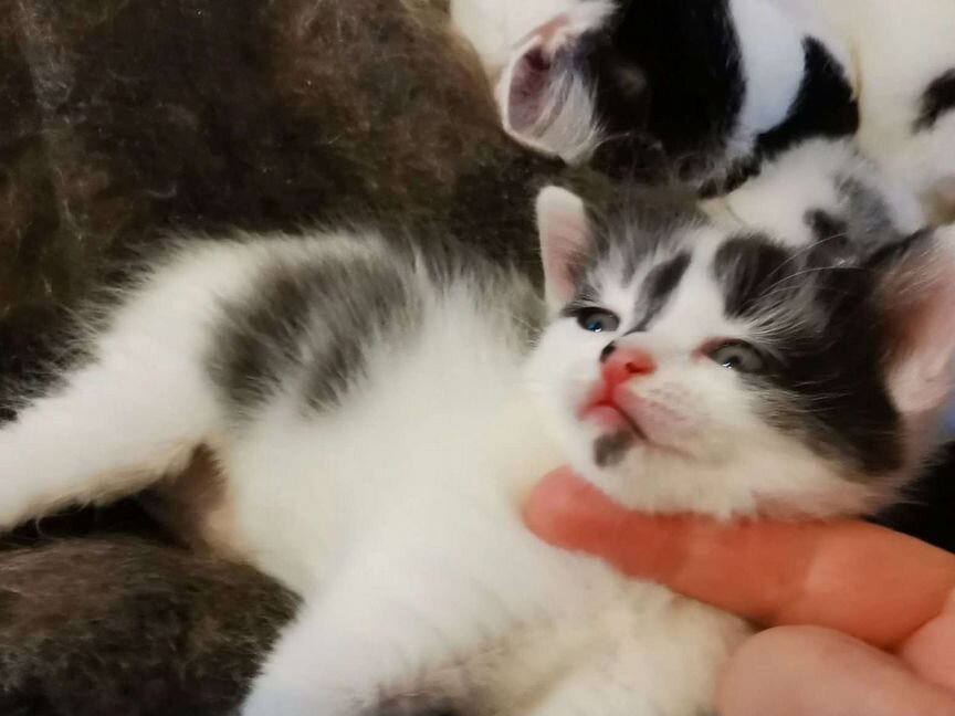 Котята в добрые руки