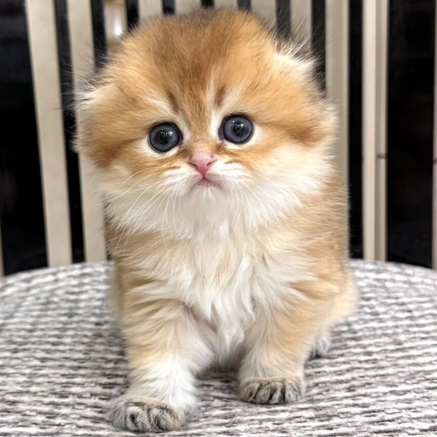 Шотландский вислоухий длинношёрстный котёнок