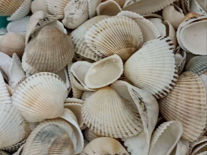 Морские ракушки