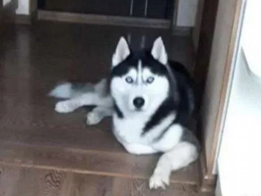 Хаски в добрые руки