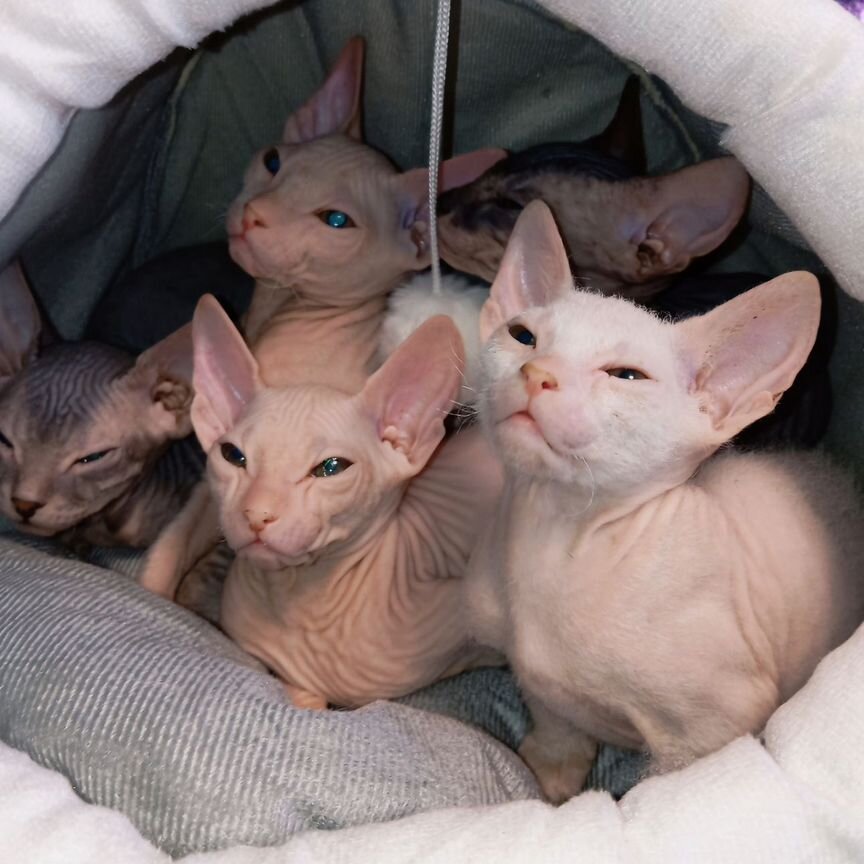 Донской сфинкс котёнок