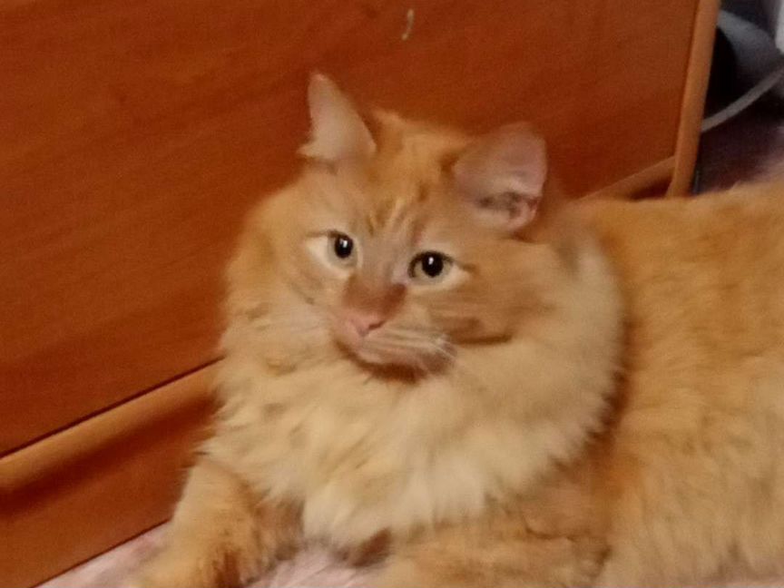 Кот