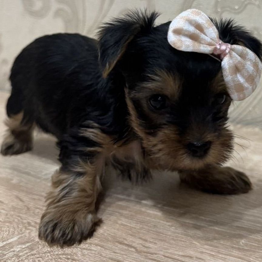 Йоркширский терьер, щенок