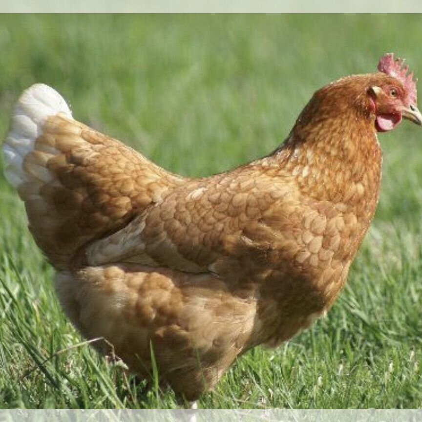 Куры несушки