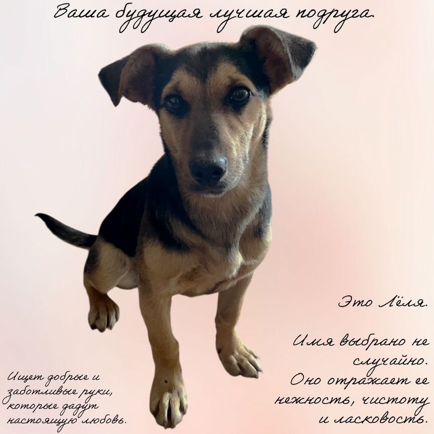 Собака в добрые руки