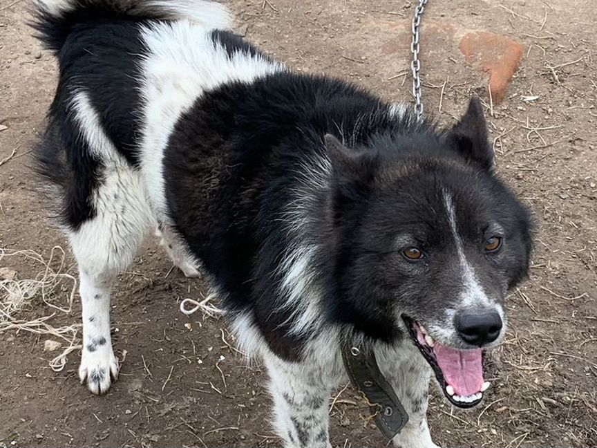 Руско европейские лайки