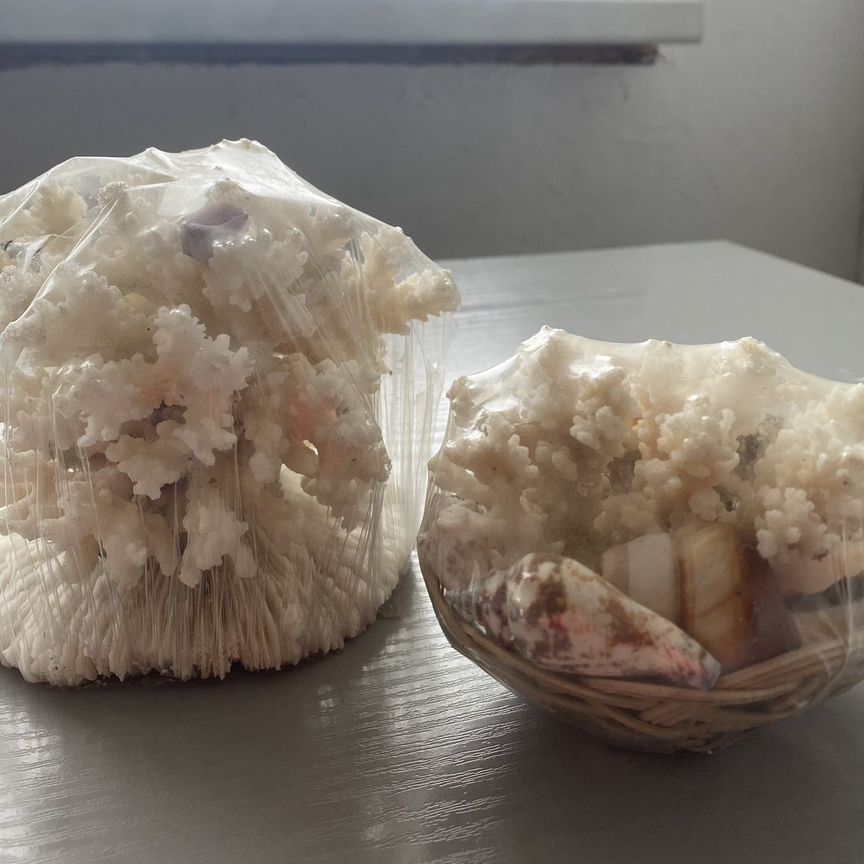 Морские кораллы с ракушками