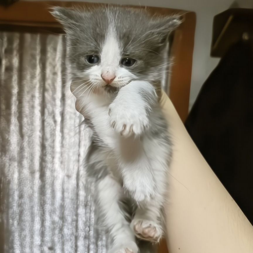 Котёнок в добрые руки