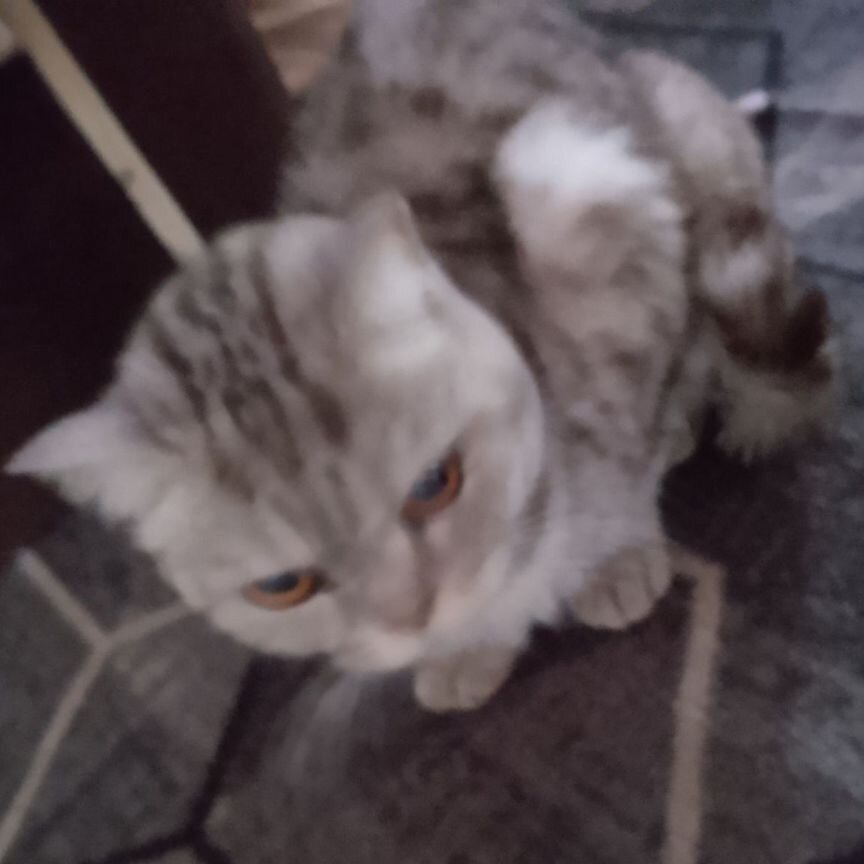 Британский длинношёрстный котёнок