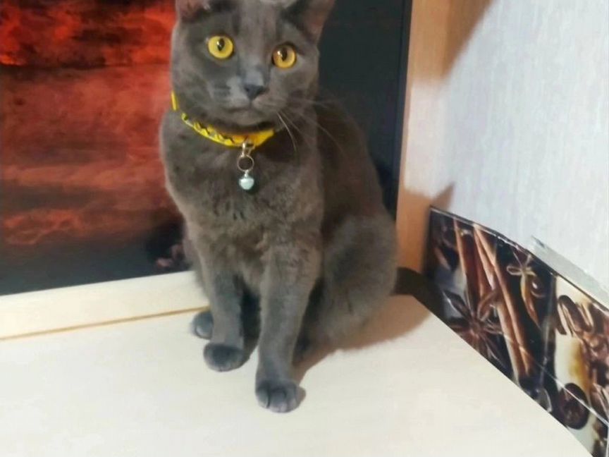 Пристраиваем кота