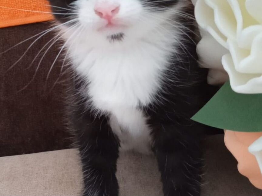 Котенок мальчик