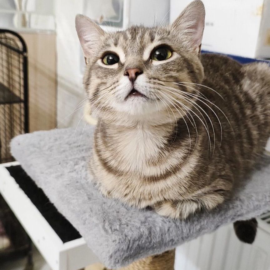 Кошечка Клара
