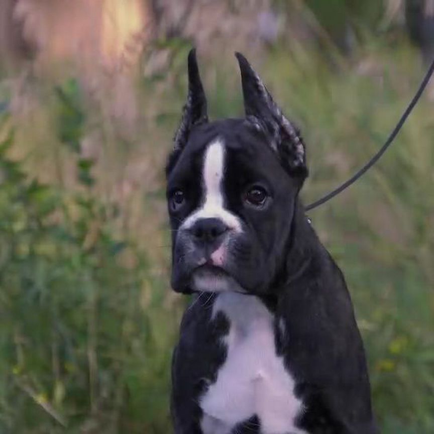 Боксер чёрная тигрица