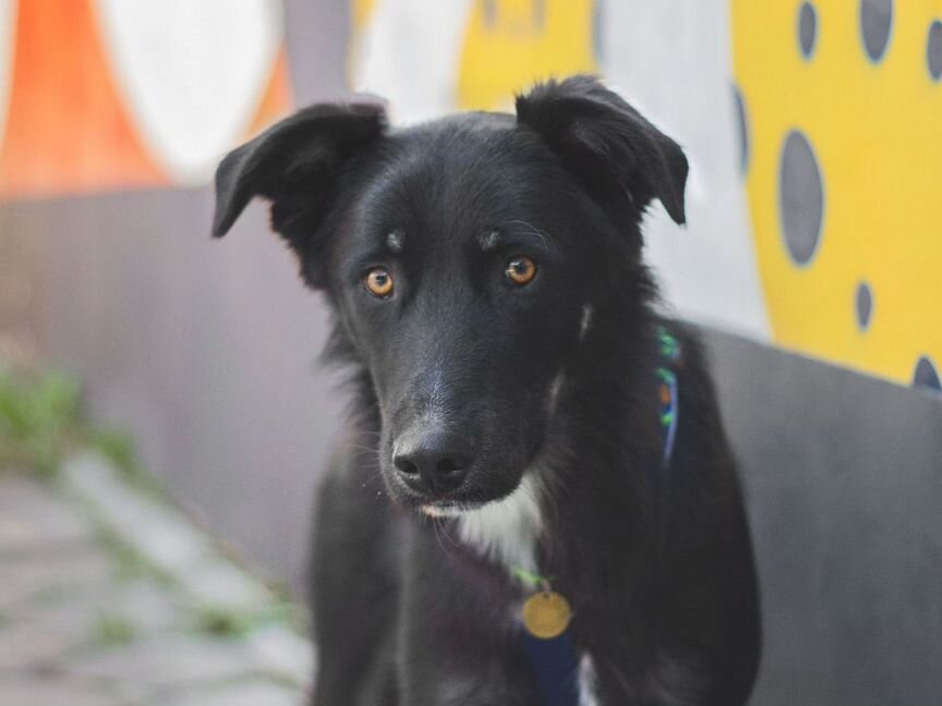 Собака в добрые руки. Очаровашка Алан ищет дом