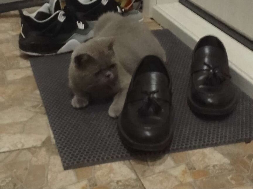 Отдам кота в добрые руки