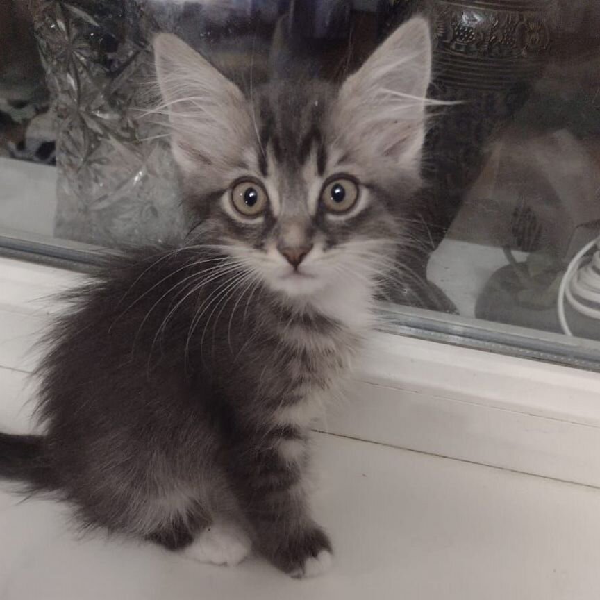 Мальчик котенок в добрые руки
