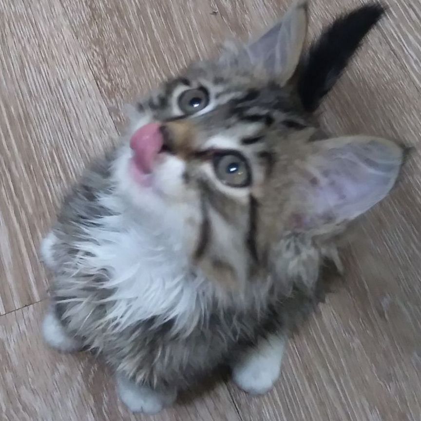 Котёнок в добрые руки