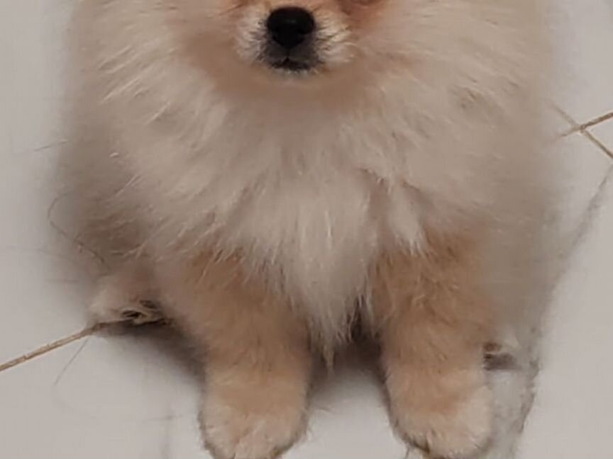 Померанский шпиц медвежьего типа