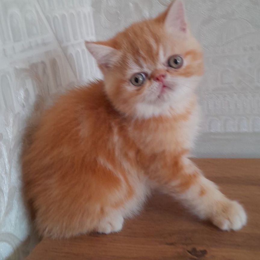Экзотический короткошёрстный котёнок