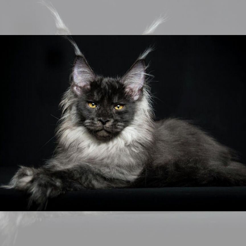 Мейн-кун котёнок