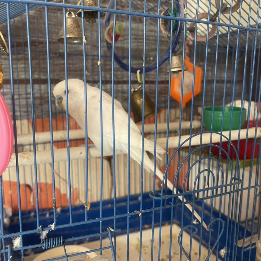 Попугайчик волнистый