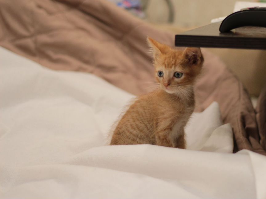 Котенок мальчик 1 мес в добрые руки