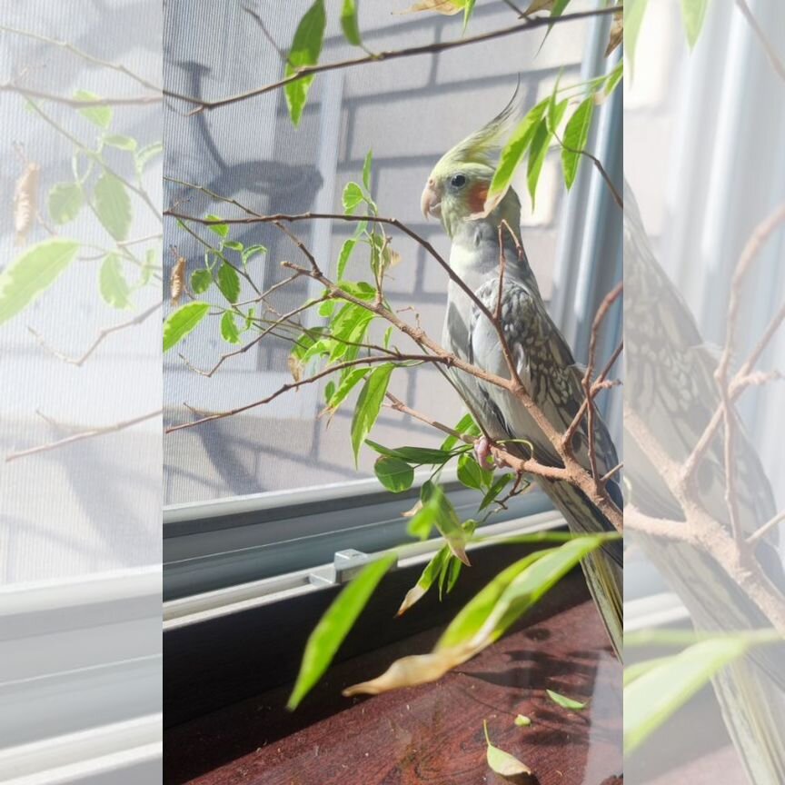 Ручная корелла Кэра с большой клеткой