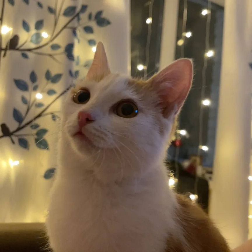 Славный котик в добрые руки