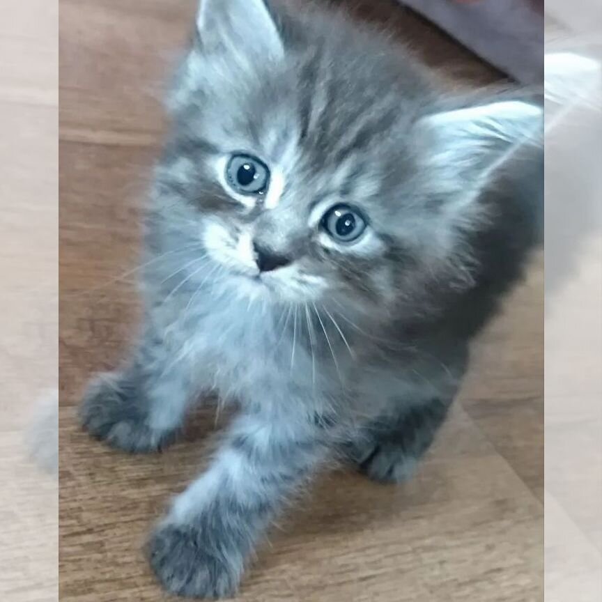 Котёнок в добрые руки
