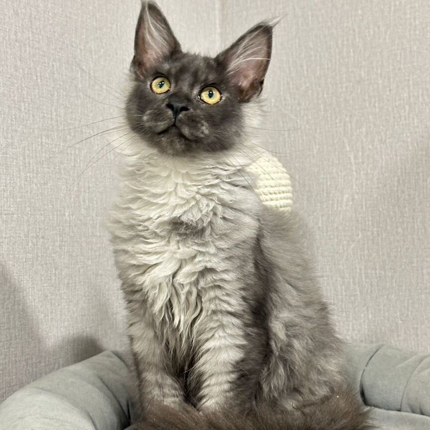 Девочка породы мейн-кун