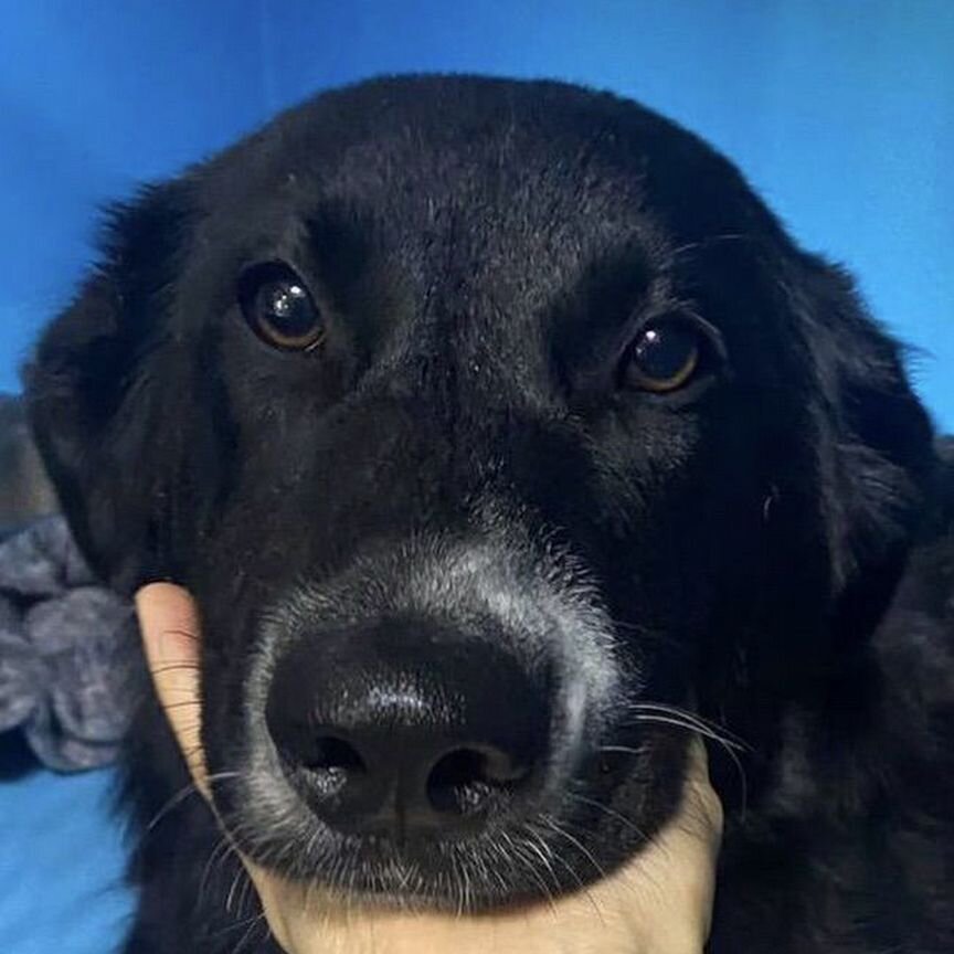 Дынька. Выпустят на улицу после стерилизации