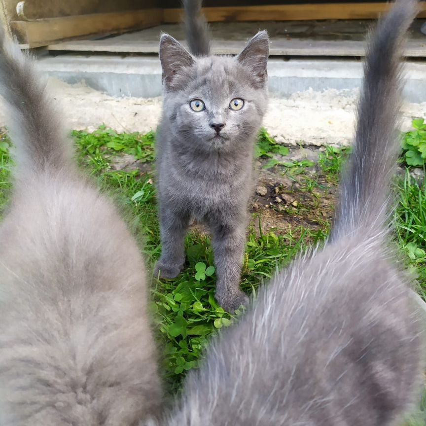 Котята бесплатно