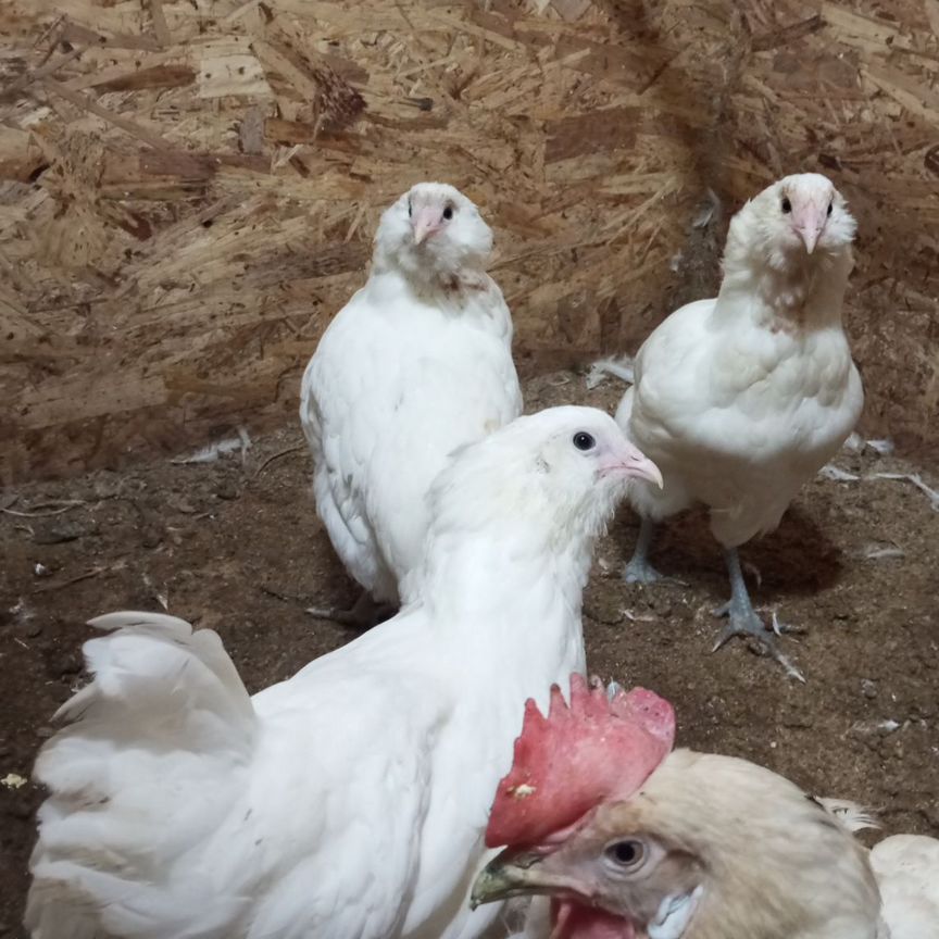 Куры молодки породы Амераукана