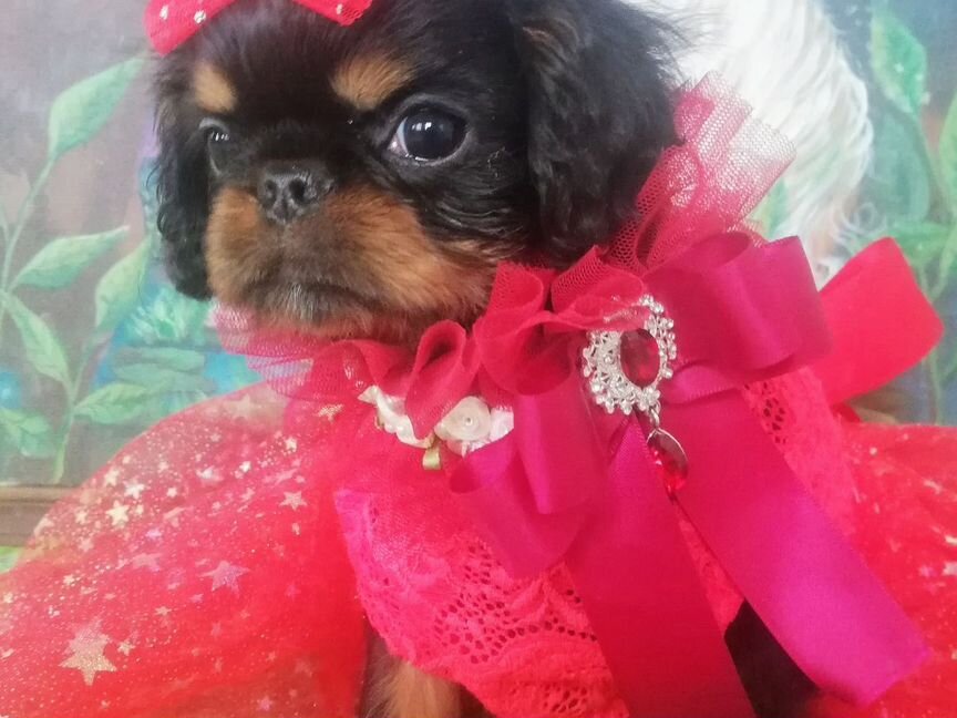 Супер мини девочка