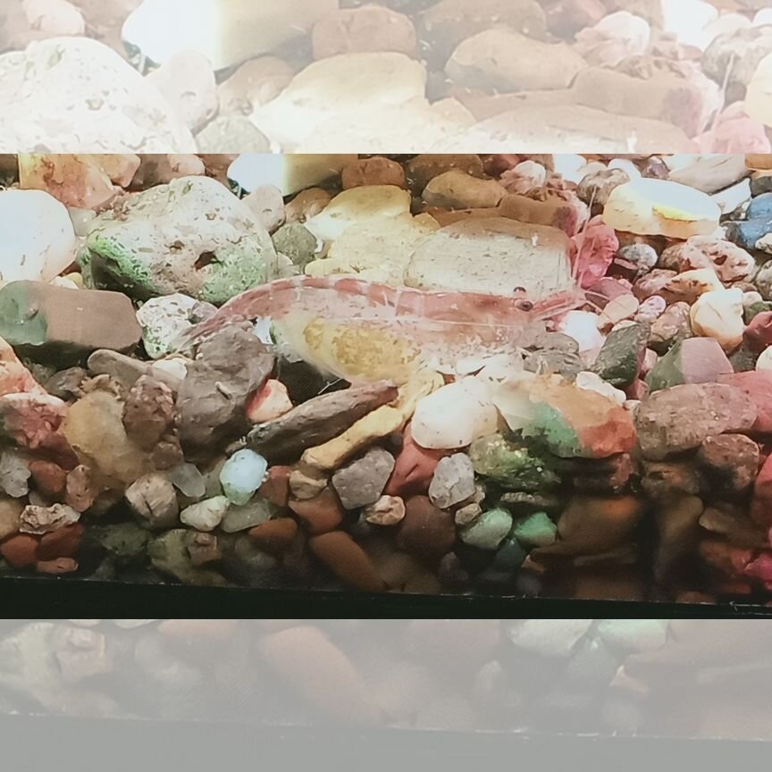 Креветки гуппи улитки