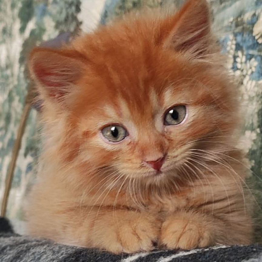 Котятки ищут дом