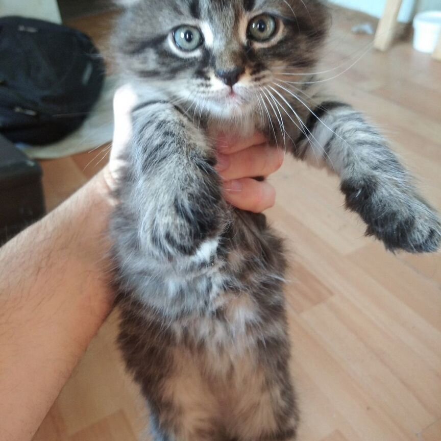 Котята