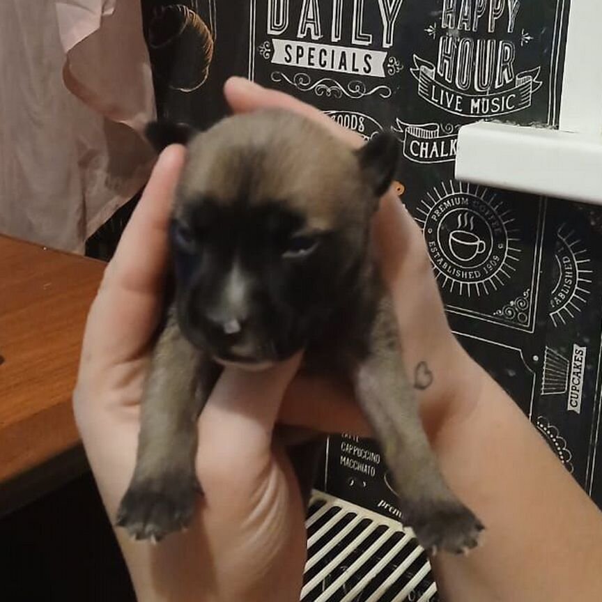 Американский стаффордширский терьер, щенок