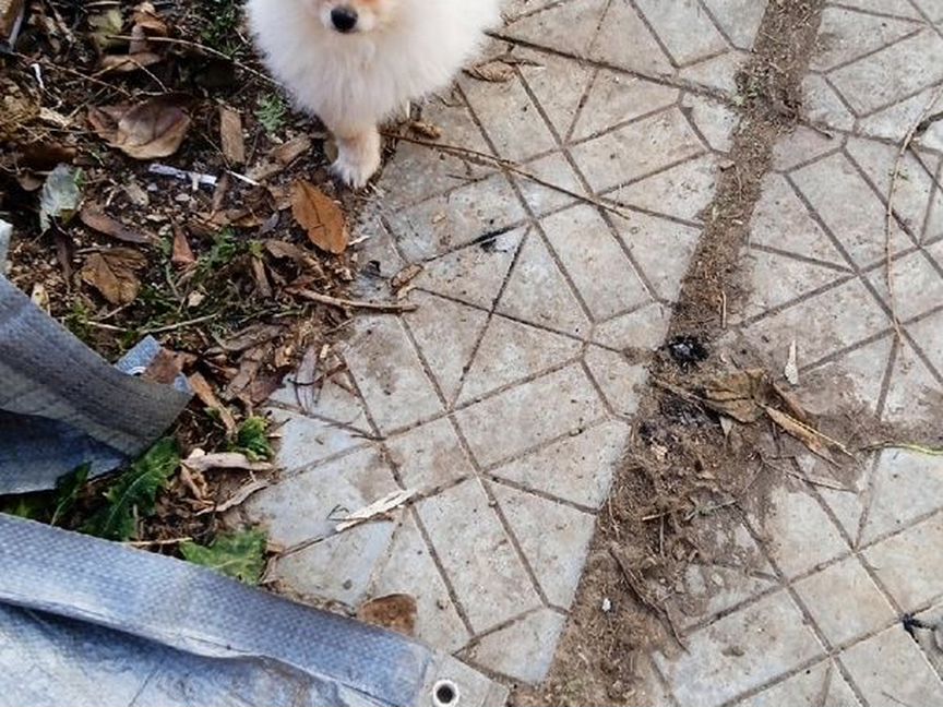 Малышок-пушистик