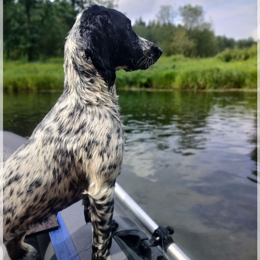 Русский охотничий спаниель, взрослый пёс