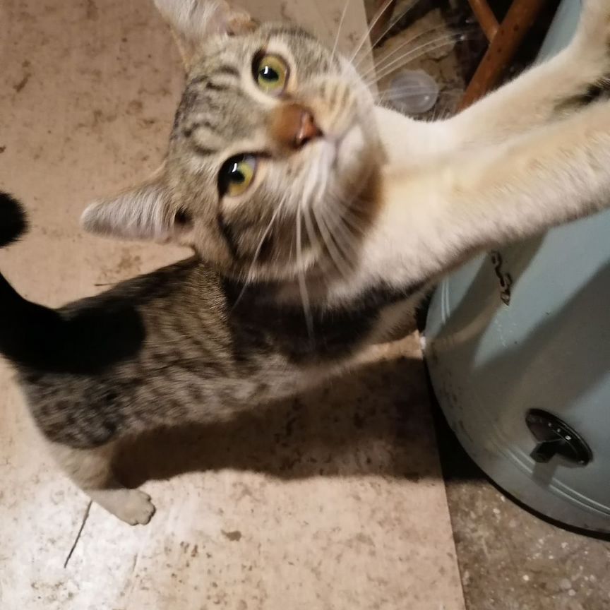 Котик в добрые руки