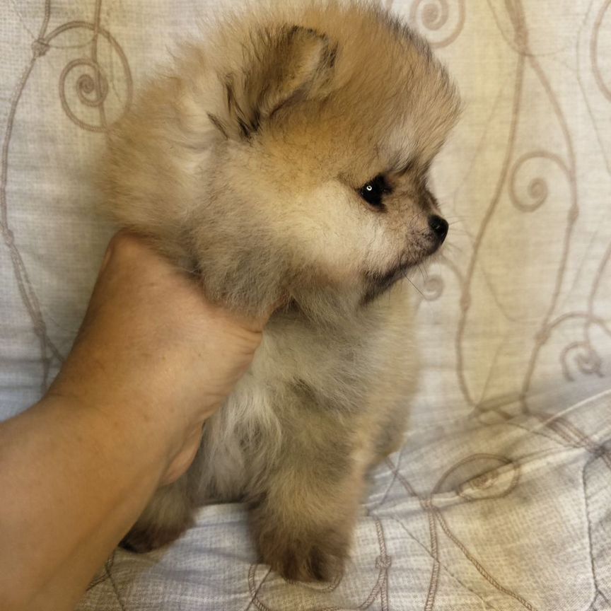 Померанский шпиц, щенок