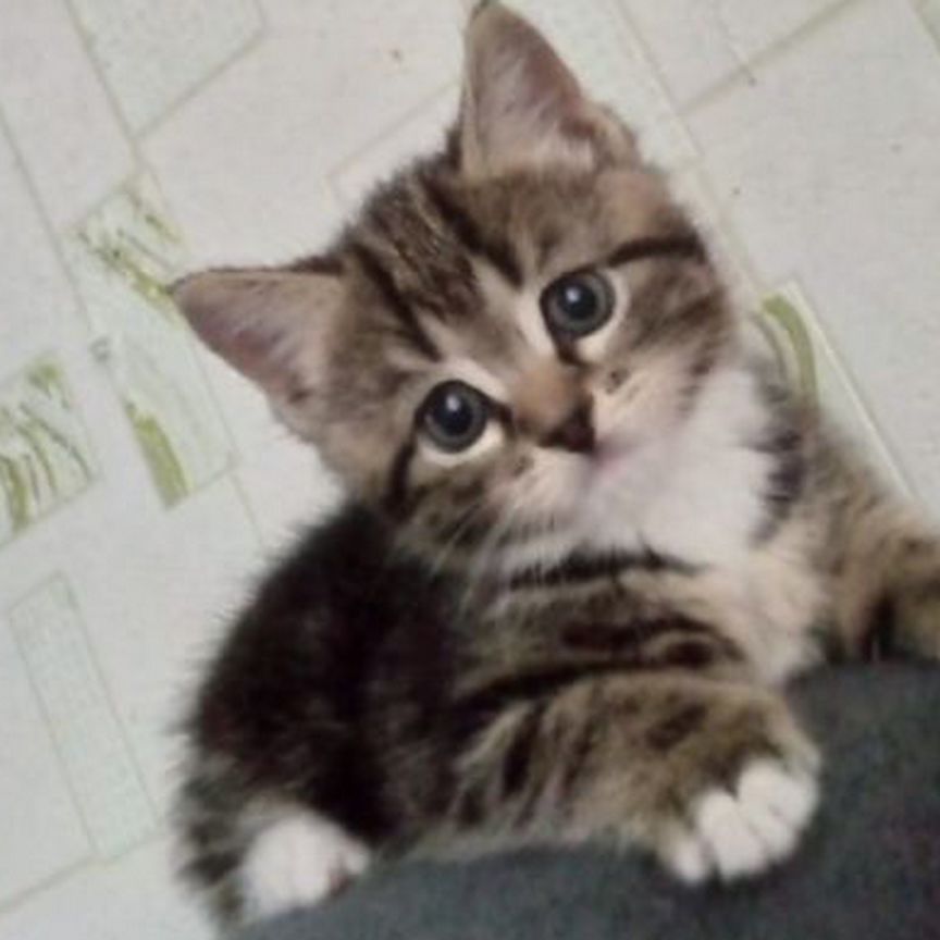 Котёнок девочка