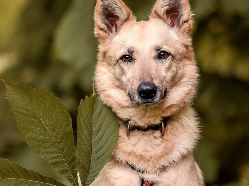 Собака Дина в добрые руки