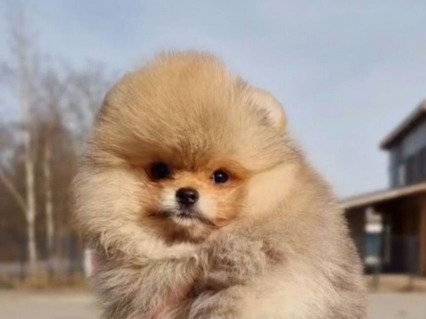 Малыш шпиц мишка