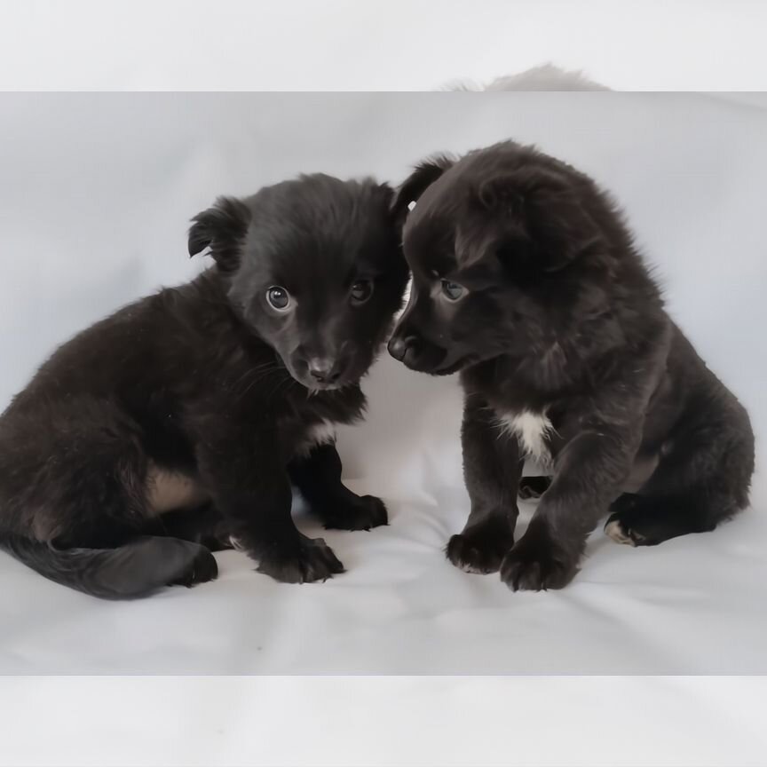 Щенок в добрые руки